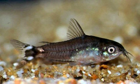 callichthyidae - aquarium world