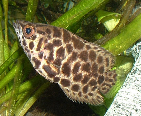 Family Anabas (Anabantidae). - aquarium world