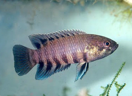 Family Anabas (Anabantidae). - aquarium world
