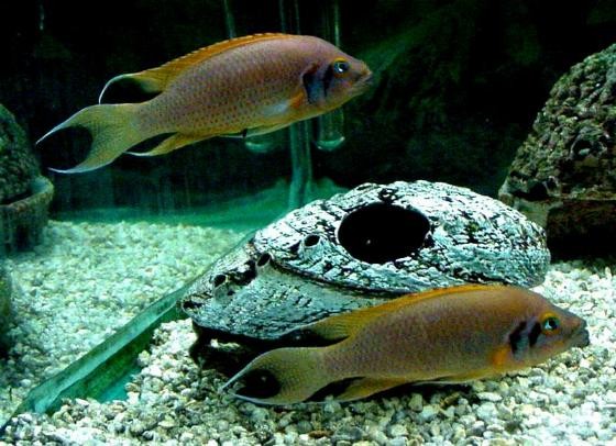 The family of cichlids (Cichlidae). - aquarium world