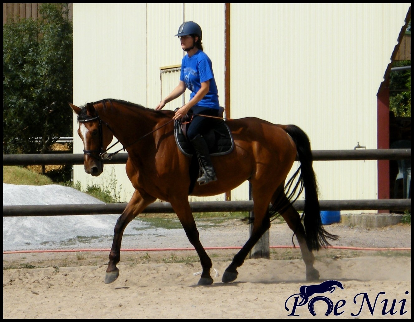 Igor de Garred - Site de elevagepoenui