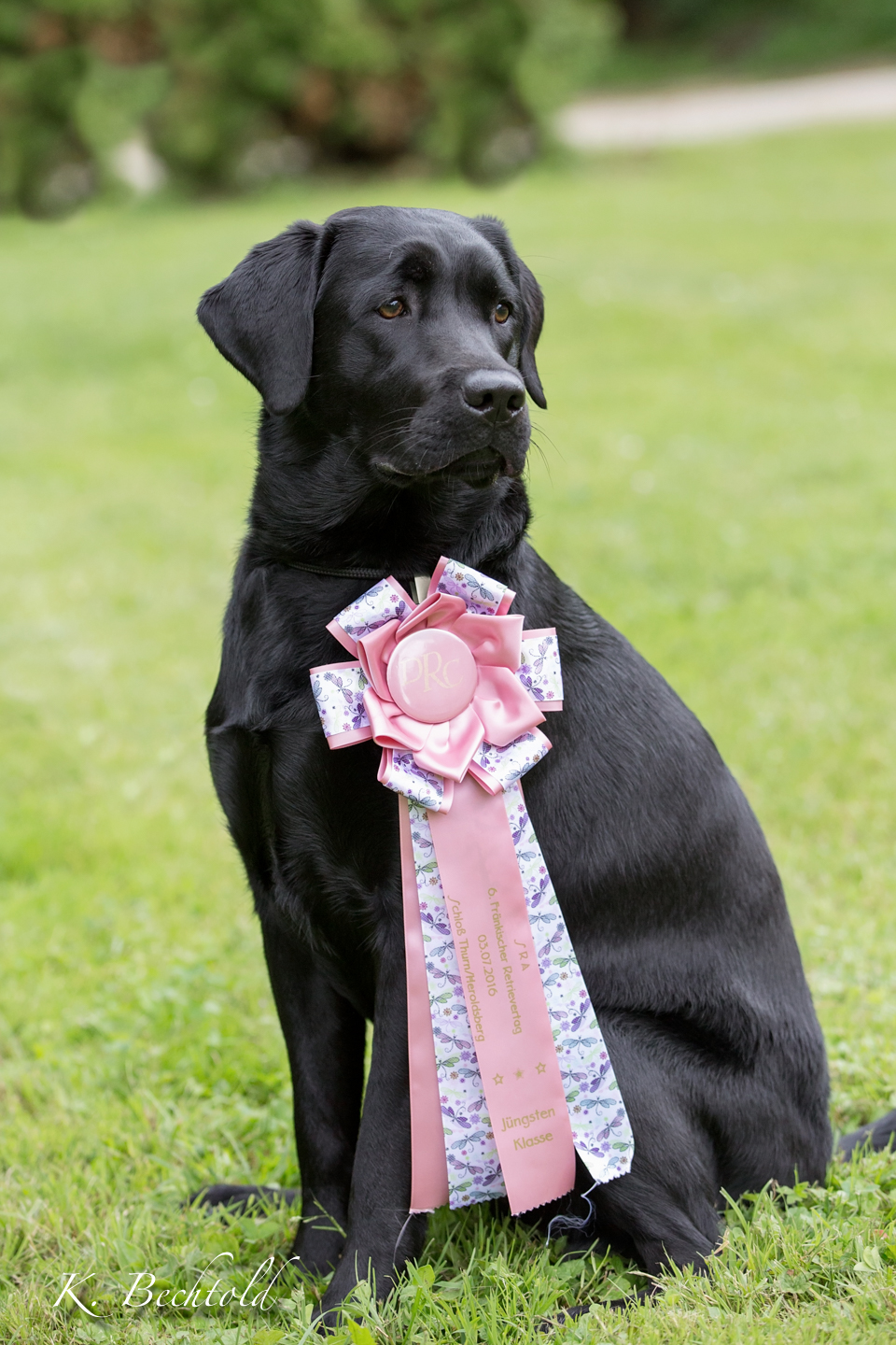 Der Labrador (VDH Rassebeschreibung) - labrador-wedelwasengrabens Webseite!