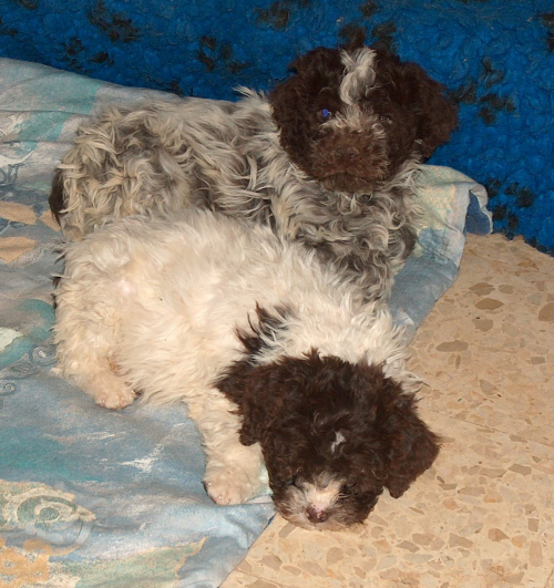 The Different Colors of the Lagotto Romagnolo - Terra Incognita Lagotto ...