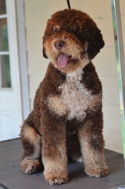 The Different Colors of the Lagotto Romagnolo - Terra Incognita Lagotto ...