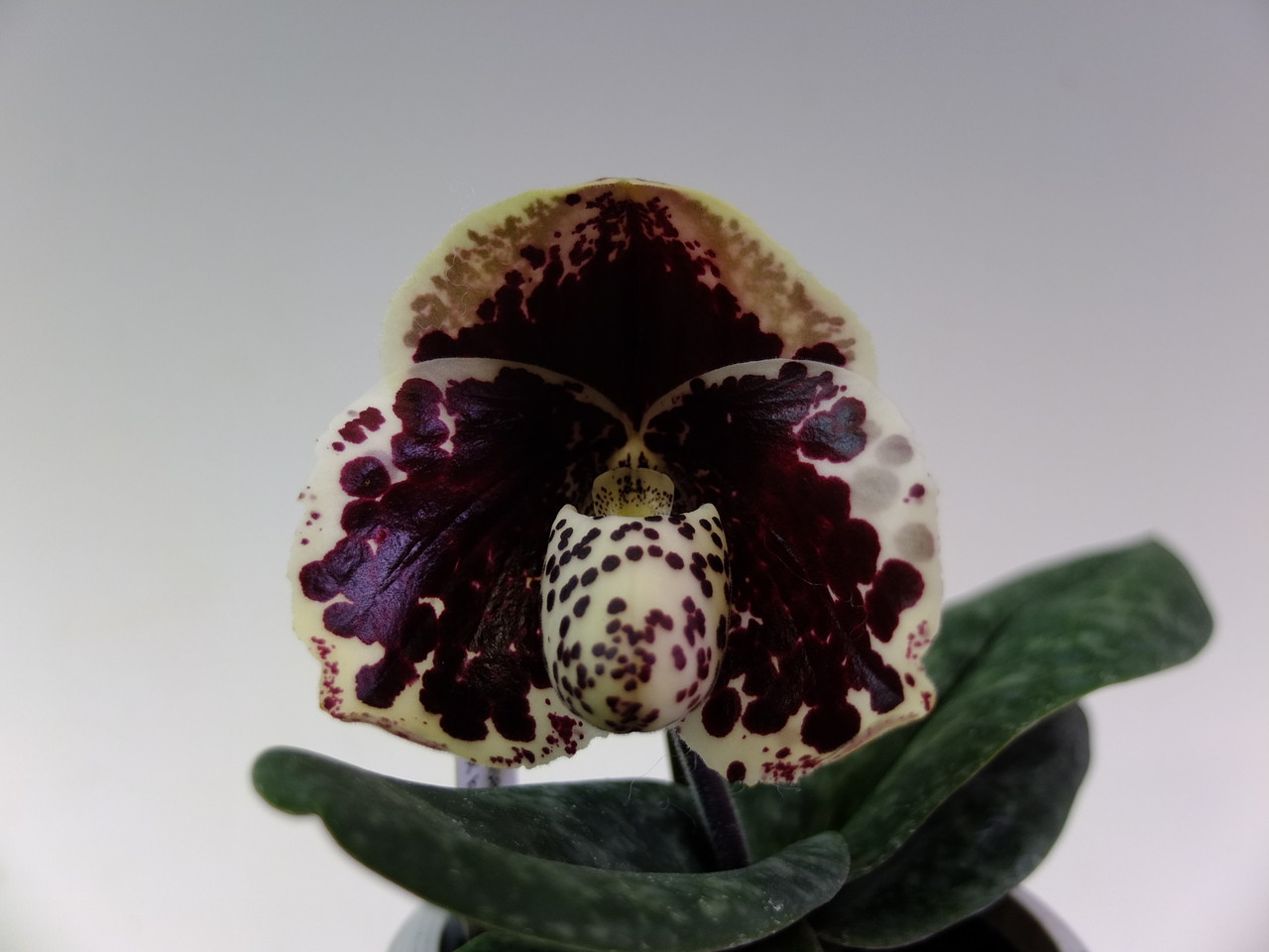 Paph.bellatulum'Black Emperor' - (株)東京オーキット・ナーセリー