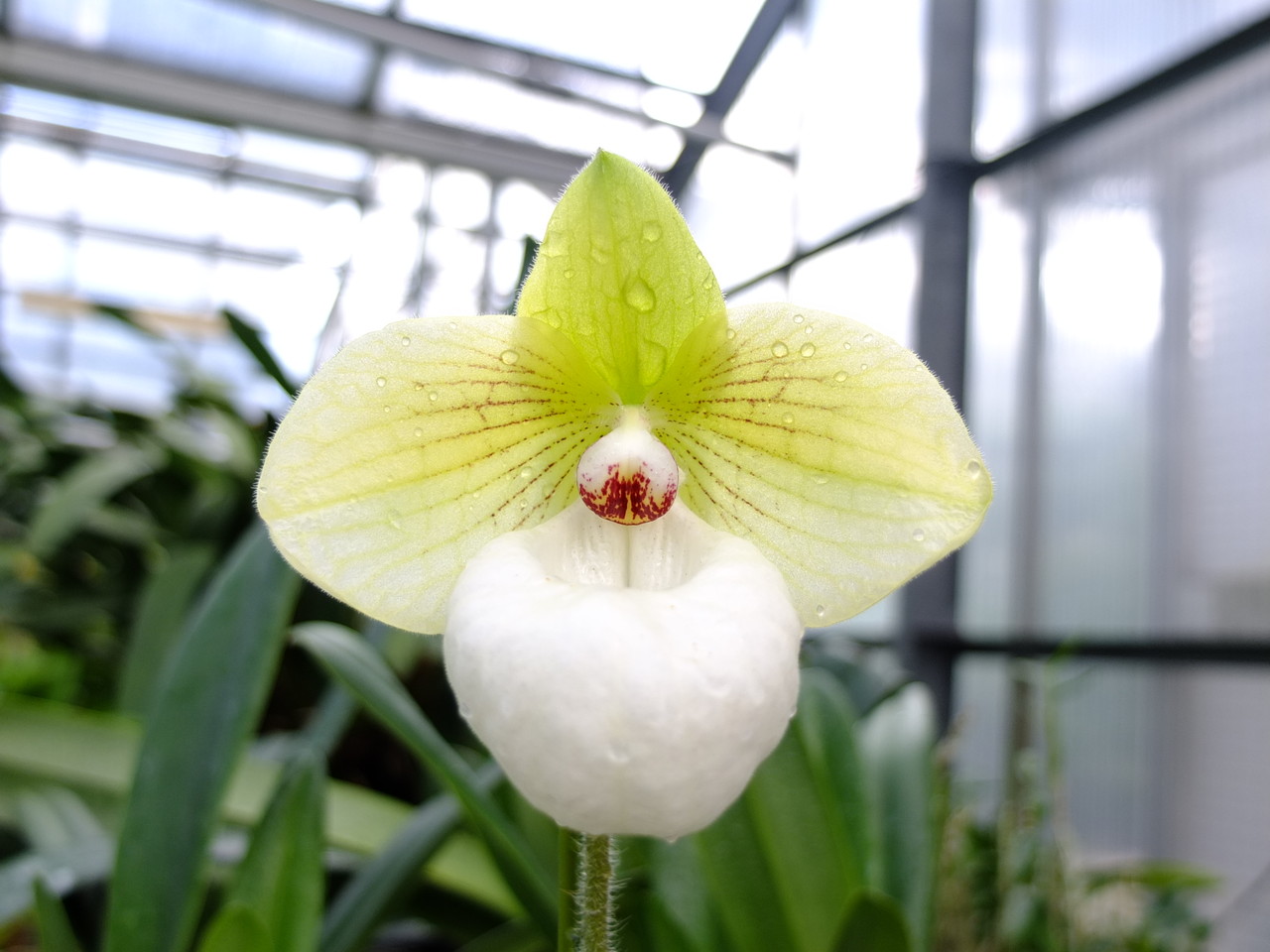 Paph.Fanaticum'Snow White'AM/AOS - (株)東京オーキット・ナーセリー