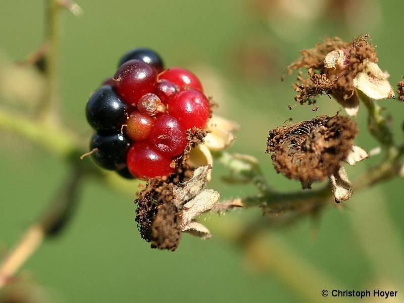 Schöne Brombeergallmilbe Brombeeren Sonnenbrand Bild