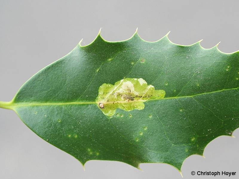 Ilexminierfliege (Phytomyza ilicis) an Stechpalme (Ilex aquifolium) - Schadbilder