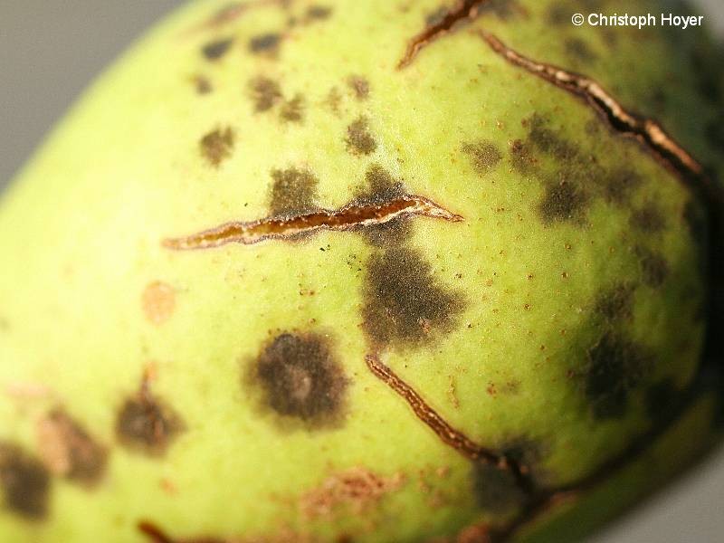 Schorf (Venturia pyrina) an Birne (Pyrus communis) - Schadbilder