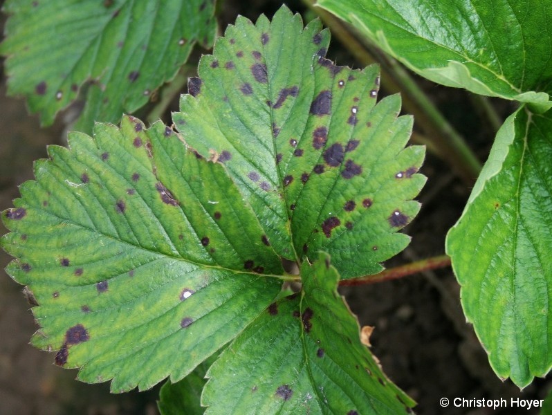 Rot- und Weißfleckenkrankheit (Diplocarpon earliana, Mycosphaerella ...