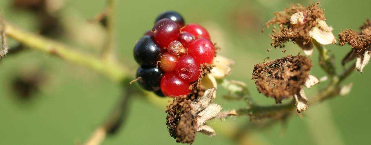 Brombeere Krankheiten Bilder