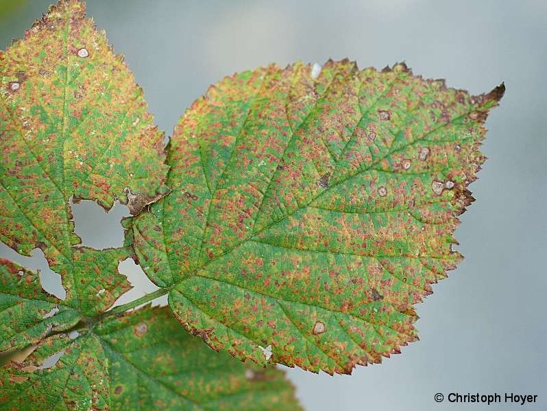 Brombeer Krankheiten Bilder