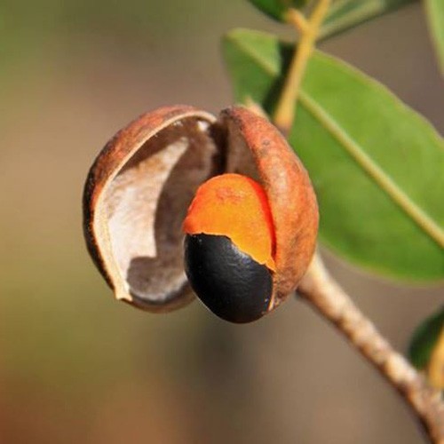 Pau D'óleo, você conhece? - BotanicWeb