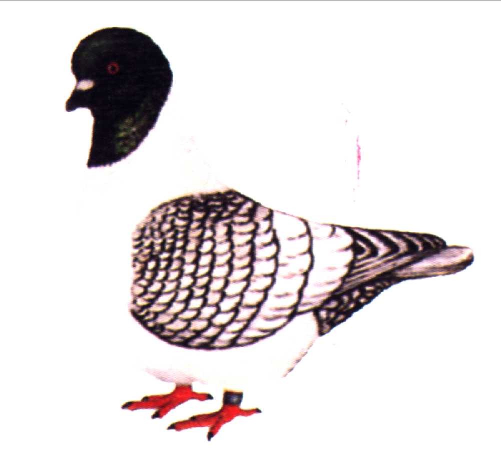 Le Standard de race - Site du club francais du pigeon strasser
