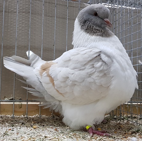 club du pigeon strasser - Site du club francais du pigeon strasser