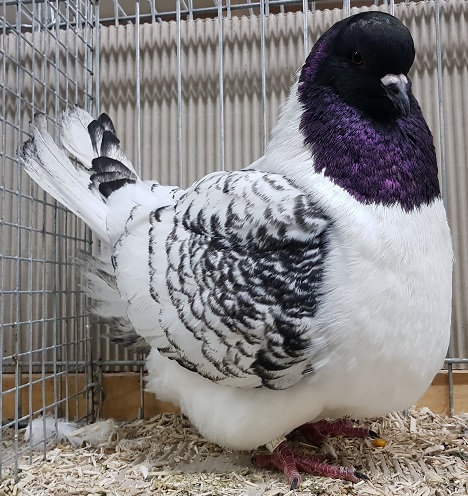 club du pigeon strasser - Site du club francais du pigeon strasser