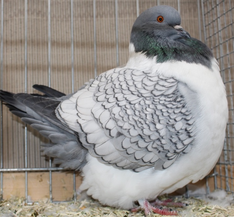 club du pigeon strasser - Site du club francais du pigeon strasser