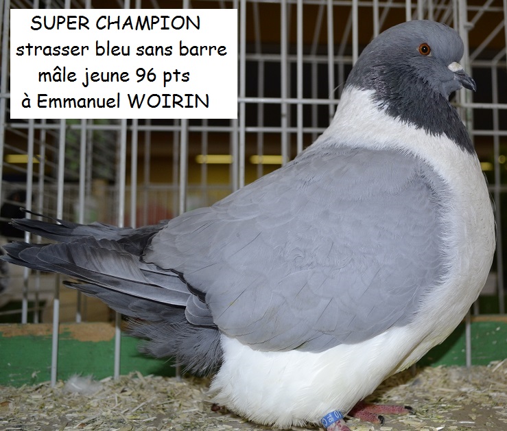 photos : Thierry FOUCHER - Site du club francais du pigeon strasser