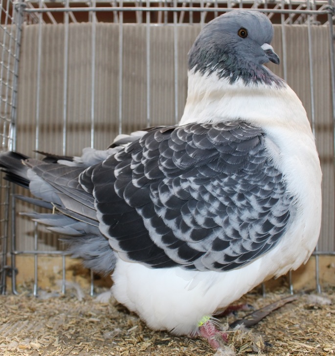 club du pigeon strasser - Site du club francais du pigeon strasser