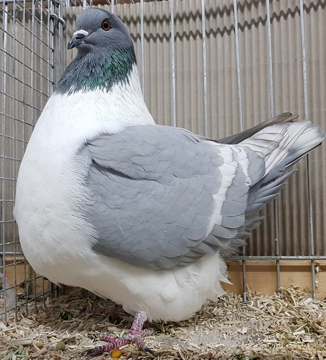 club du pigeon strasser - Site du club francais du pigeon strasser