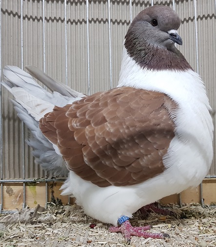 club du pigeon strasser - Site du club francais du pigeon strasser