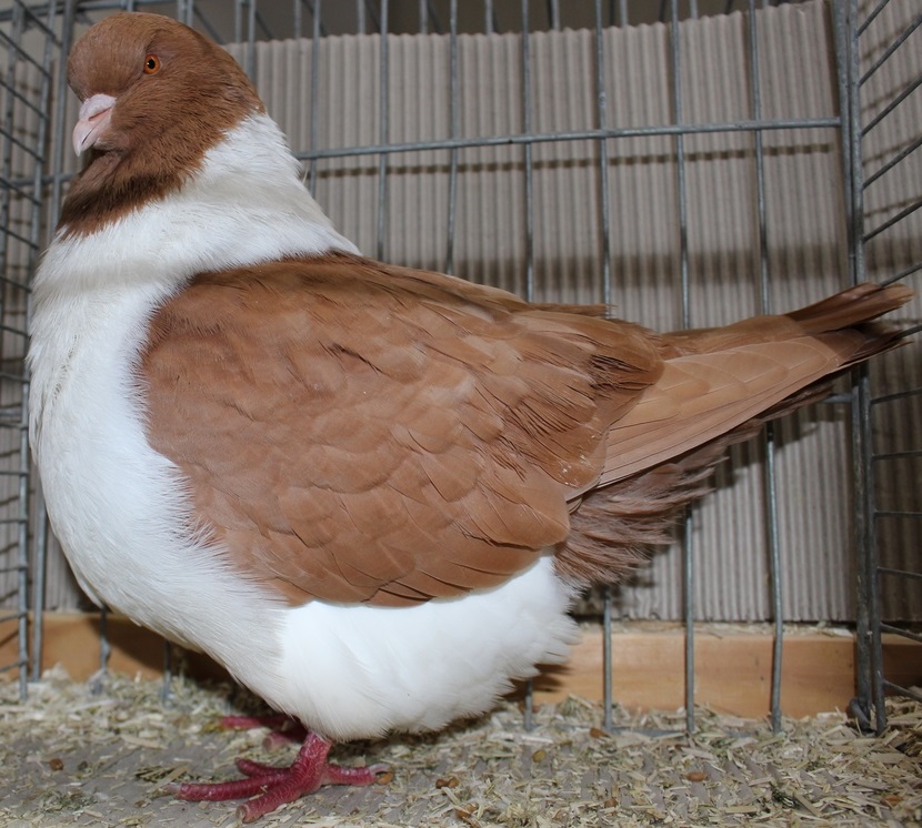 club du pigeon strasser - Site du club francais du pigeon strasser