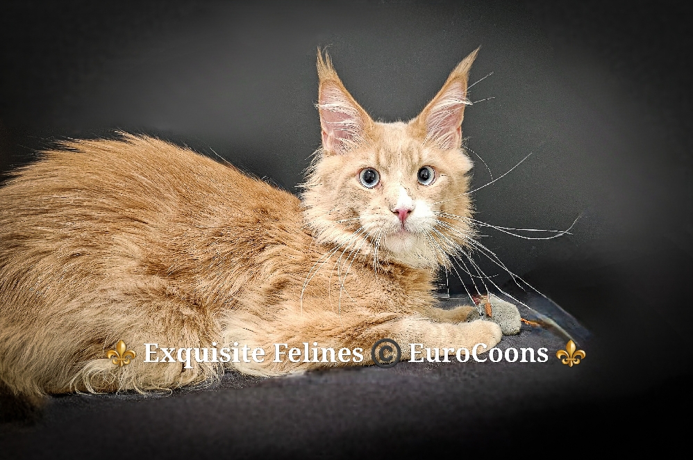 Cream Maine Coon Blue Eyes