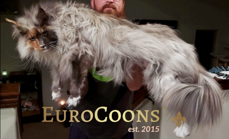 biggest cat ever found