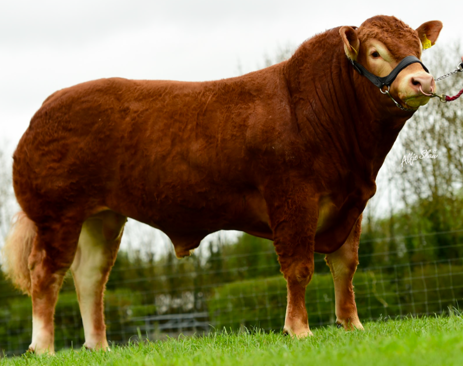 LIMOUSIN - ALTA GENETICS, SEMEX, CRI, ST GENETICS, ABS, SELECT SIRES