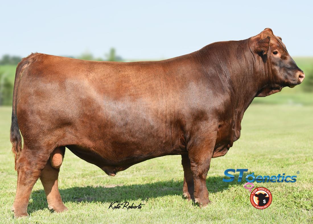 ANGUS ROJO - ALTA GENETICS, SEMEX, CRI, ST GENETICS, ABS, SELECT SIRES