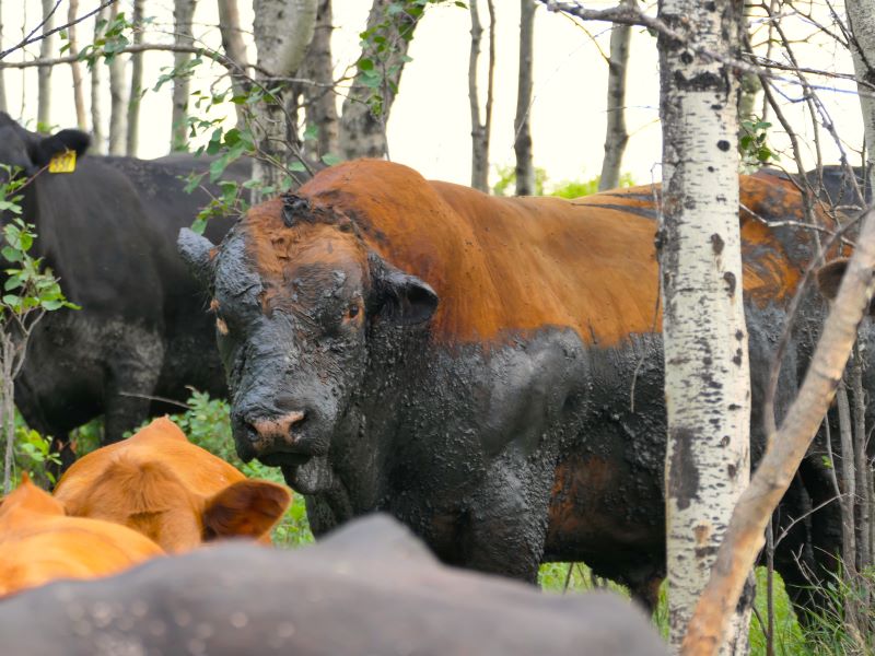 Farmleben in Stettler - Die Welt erleben