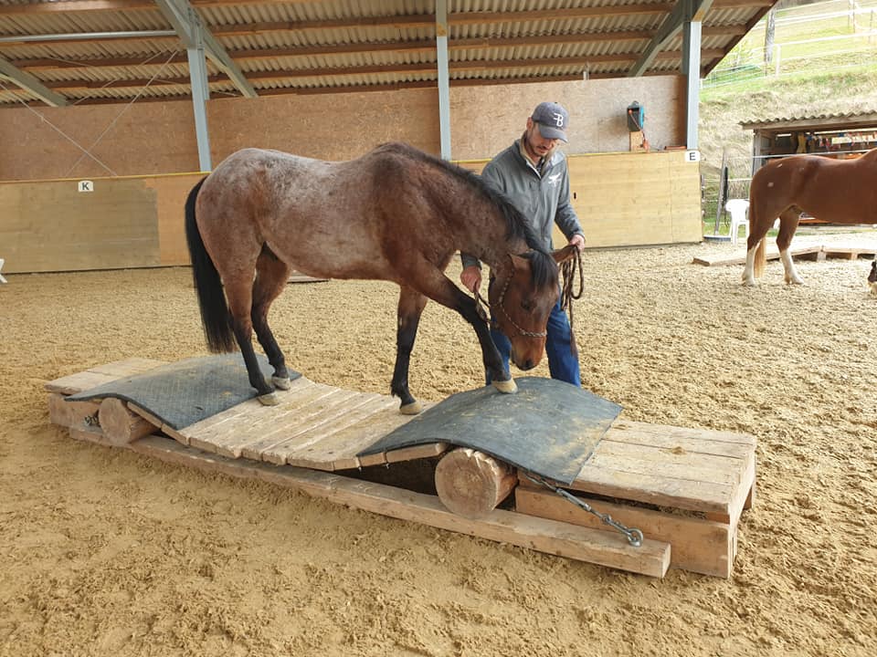 Extrem Trail Mobil - extreme Trail Pferde,horse trail,horsemanship ...