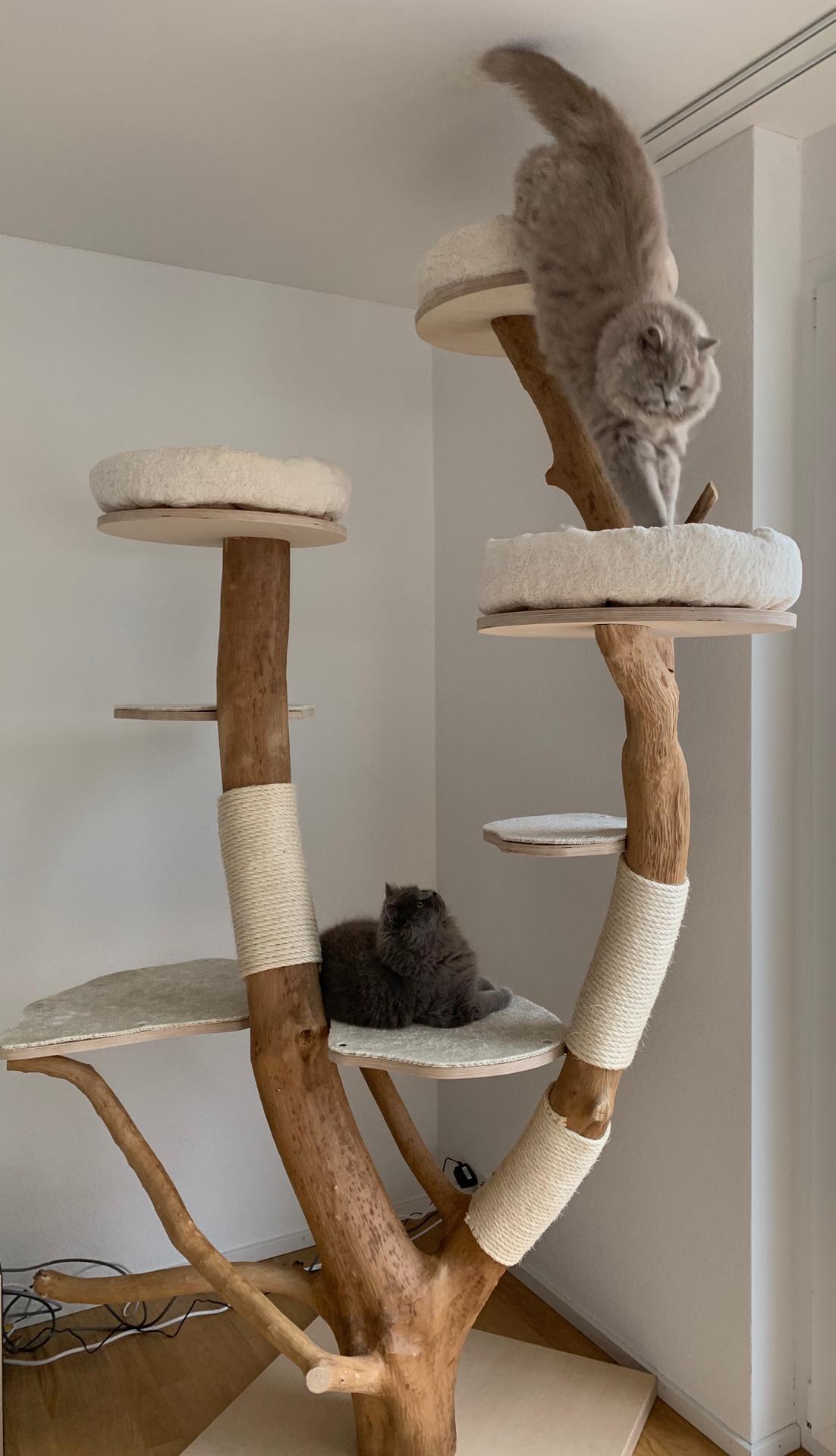 Katzenbaum, Kratzbaum, Naturkatzenbaum Aargau- Start - Katzenbaum ...