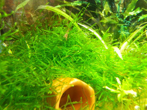 Javamoos - terrariums Jimdo-Page!