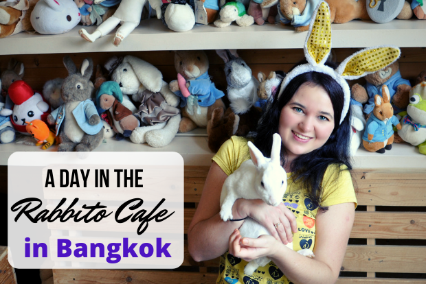 RABBIT CAFE IN BANGKOK | UNUSUAL CAFE WHERE YOU CAN GO WITH KIDS - The ...