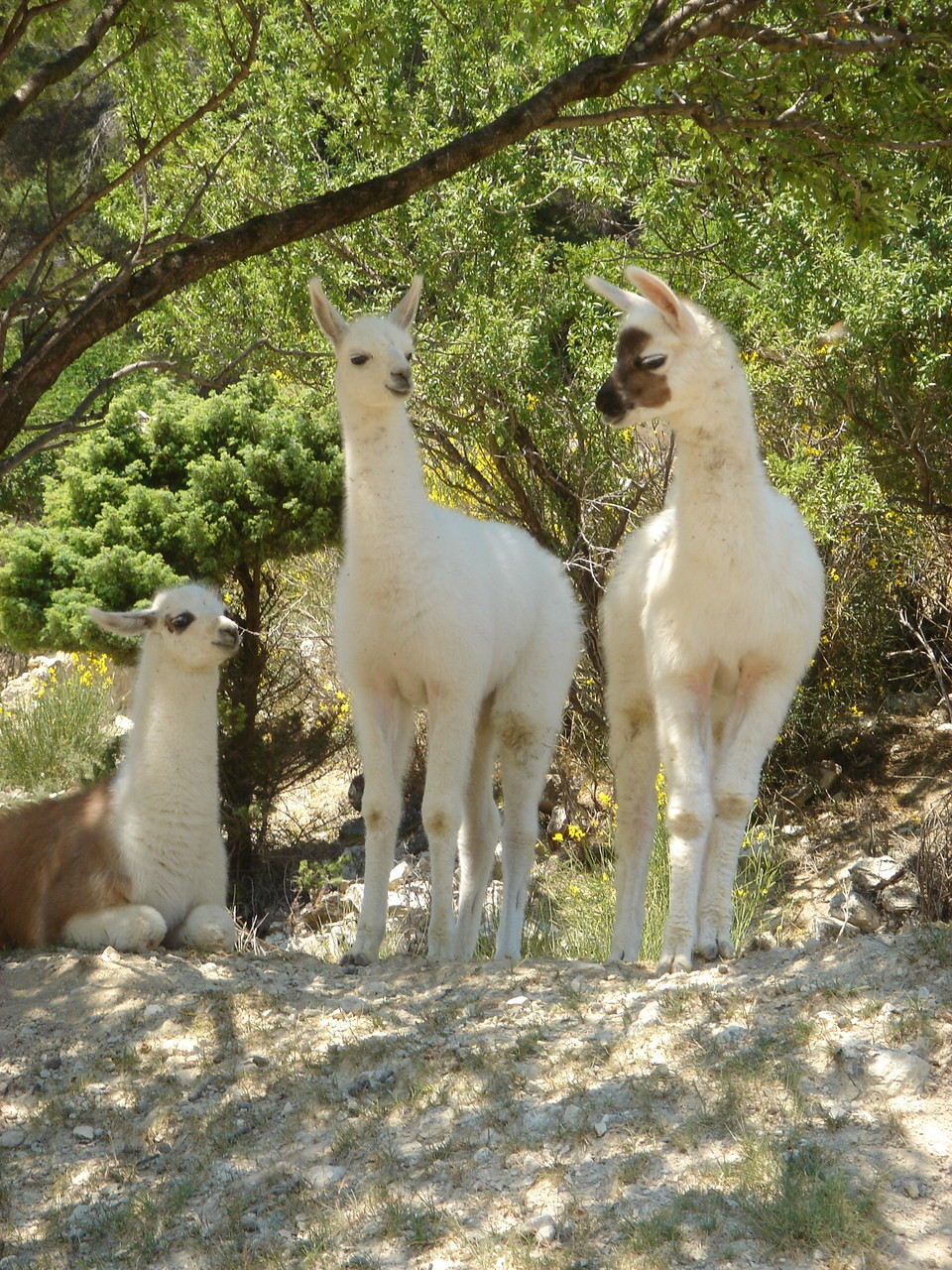 Bienvenue sur le site les lamas du Barroux - Site de leslamasdubarroux