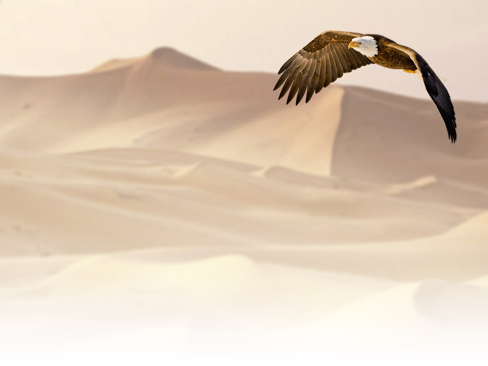 Kontakt Eagle Coaching - Eagle Coaching & Events