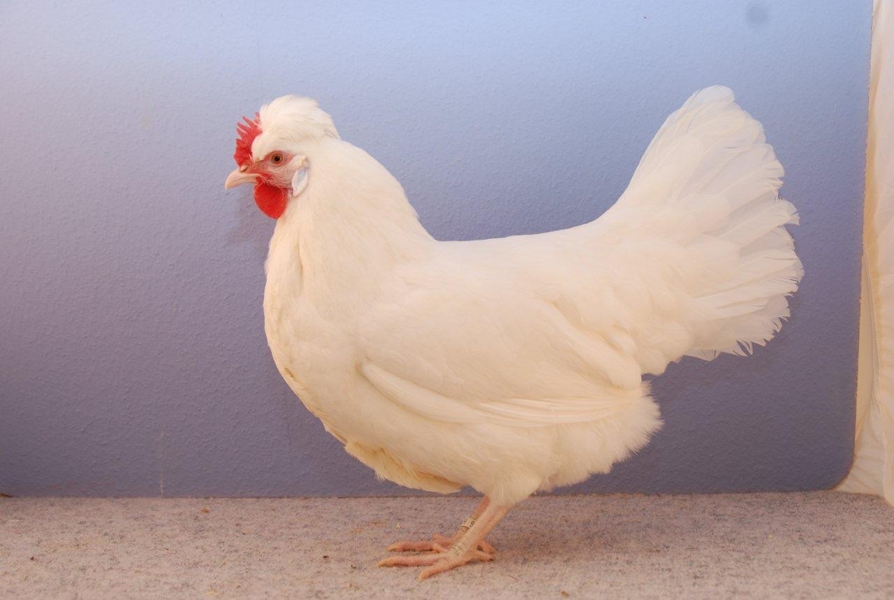 Zwerg-Altsteirer - steirerhuehners Webseite!