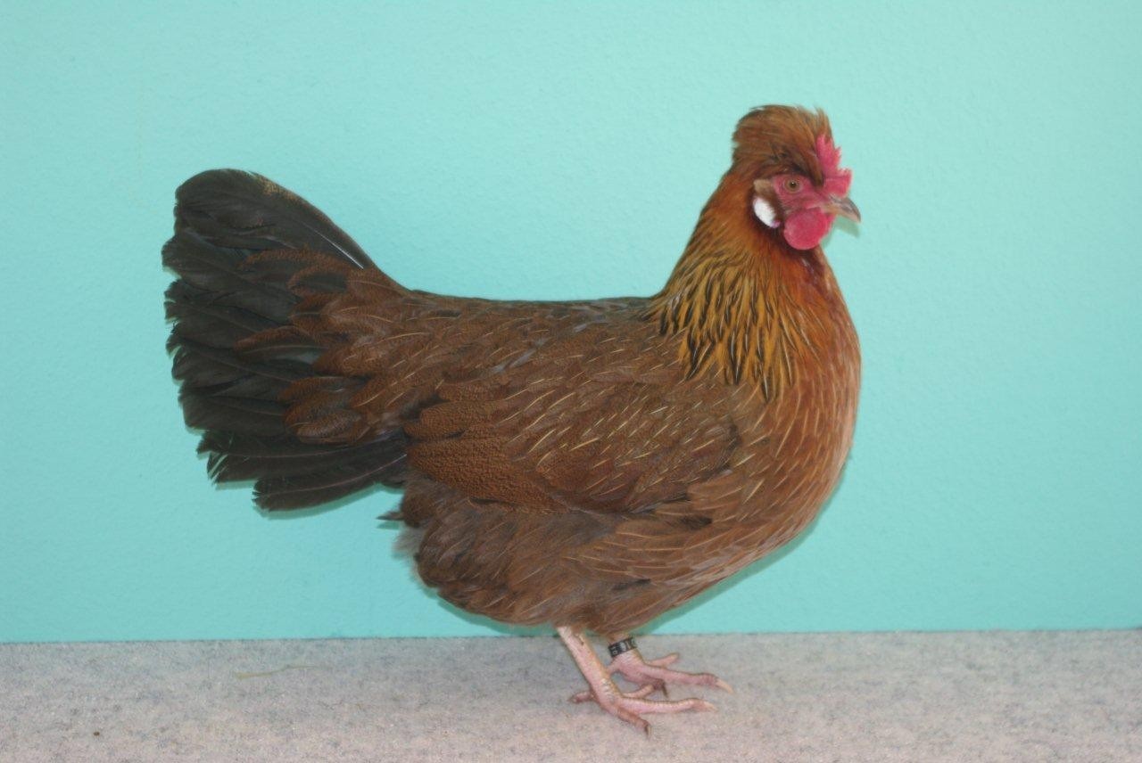 Altsteirer - steirerhuehners Webseite!