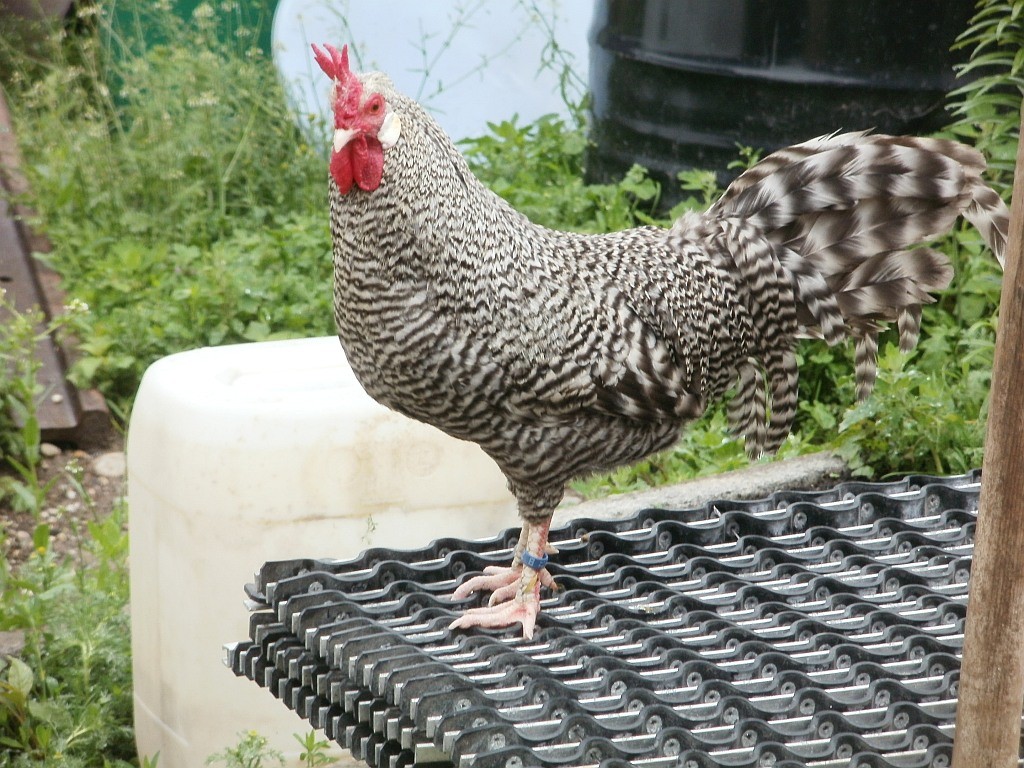 Zwerg-Altsteirer - steirerhuehners Webseite!