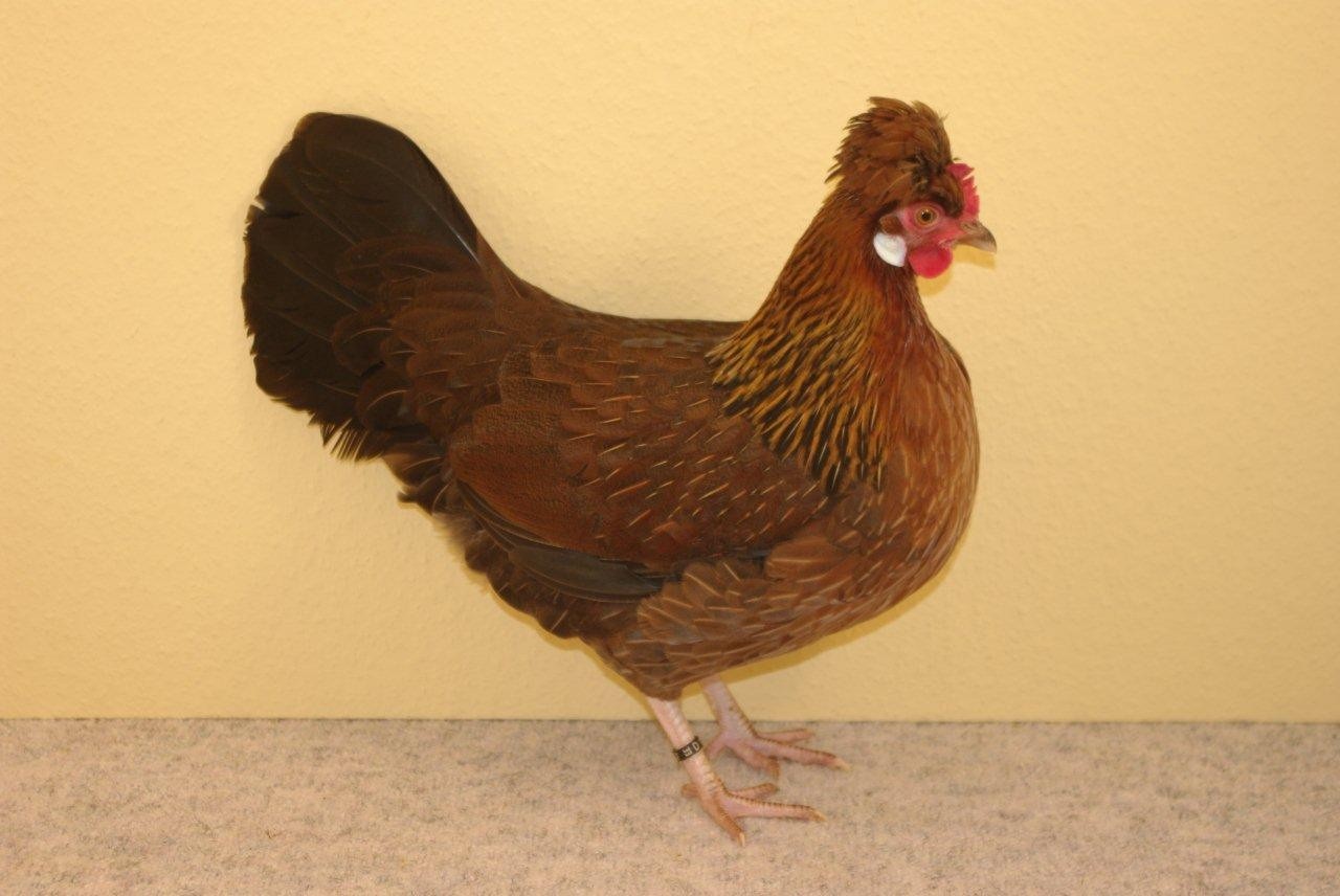 Zwerg-Altsteirer - steirerhuehners Webseite!