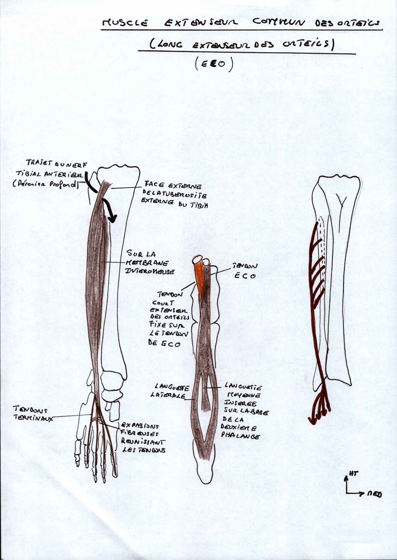 MYOLOGIE MUSCLE EXTENSEUR COMMUN DES ORTEILS - Cours et formations ...