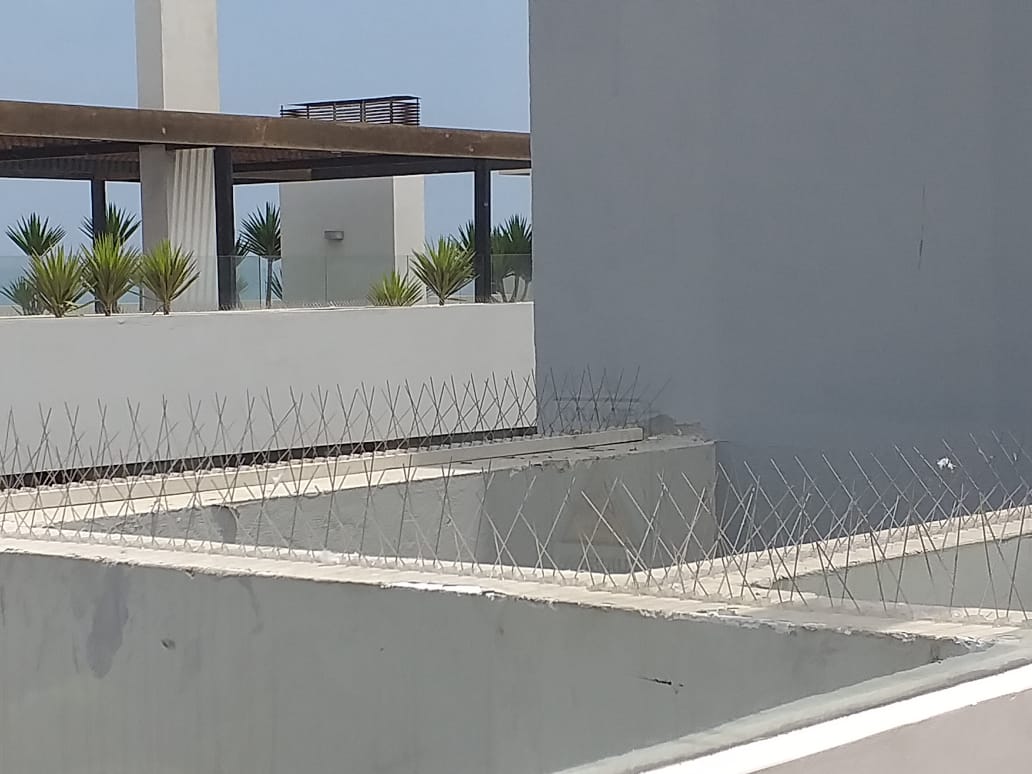 Púas antiaves - Púas antiaves, Palomas, Picos Anti palomas, venta e ...