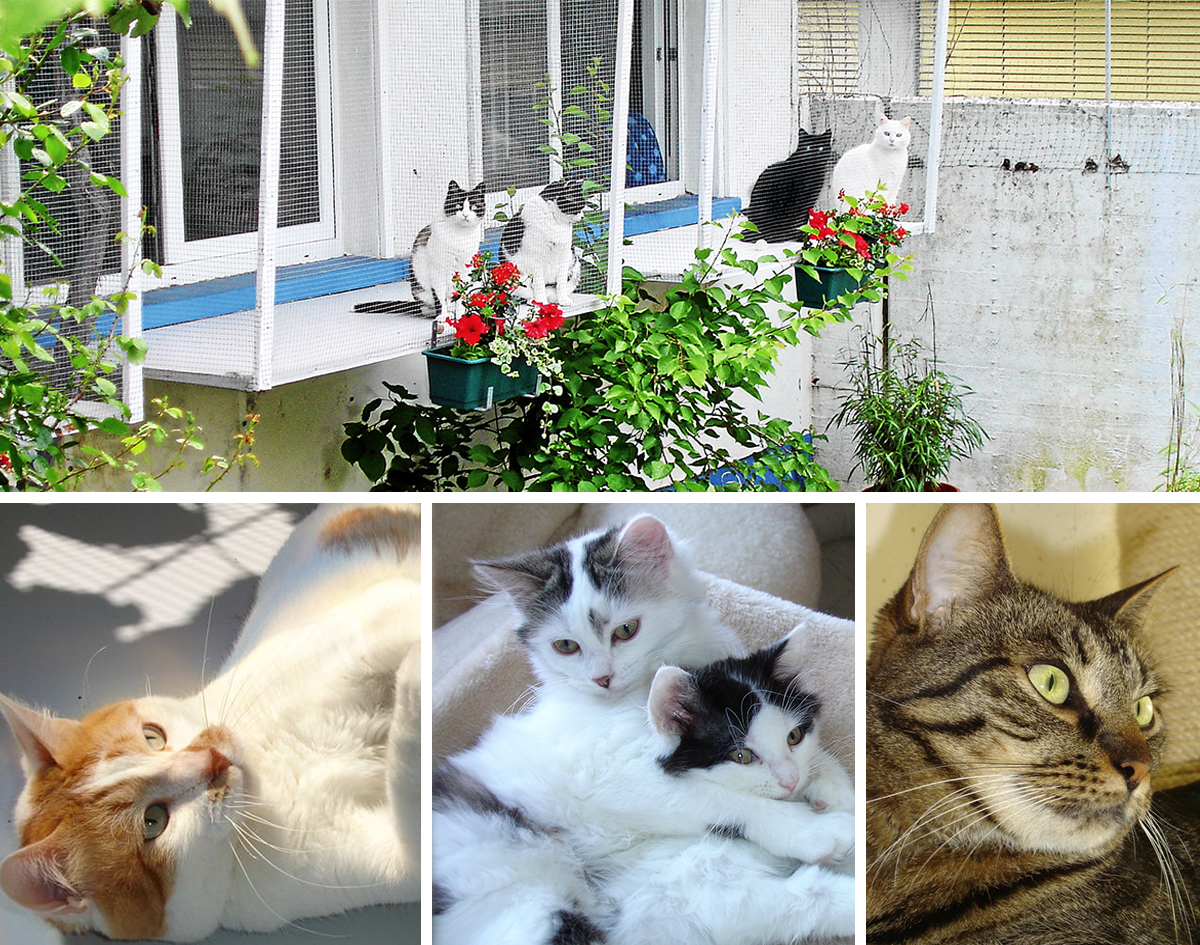Katzenpension in Allschwil bei Basel - Katzen Hotel