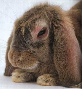 LAS ENFERMEDADES DE LOS CONEJOS Y SUS POSIBLES CURAS - conejosflandess ...