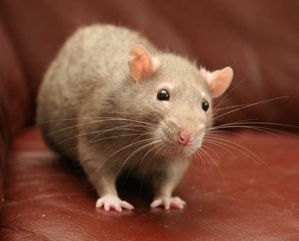 2014 - 2016 - Alles over tamme ratjes!