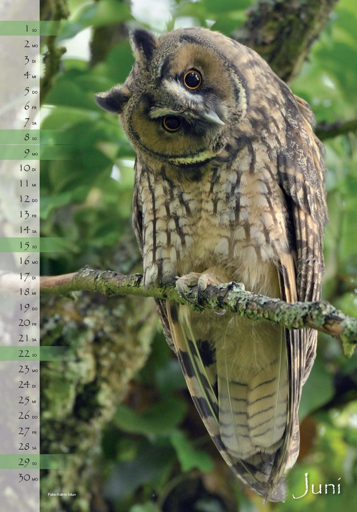 euldorado-SHOP Eulenkalender, Kalender mit Waldohreulen - euldorado