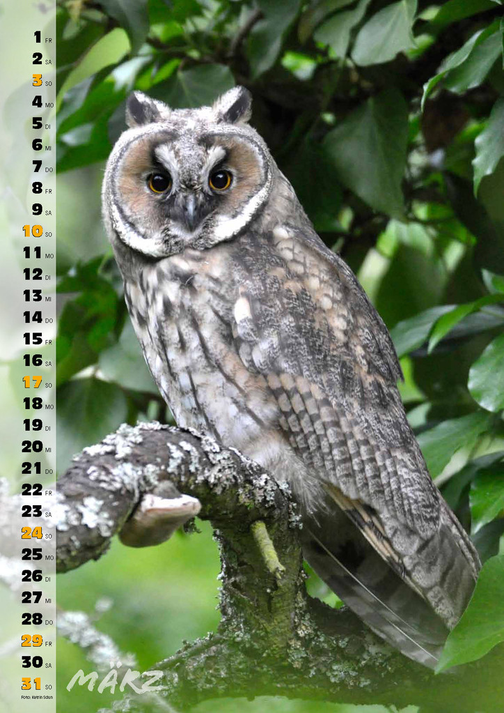 euldorado-SHOP Eulenkalender, Kalender mit Waldohreulen - euldorado