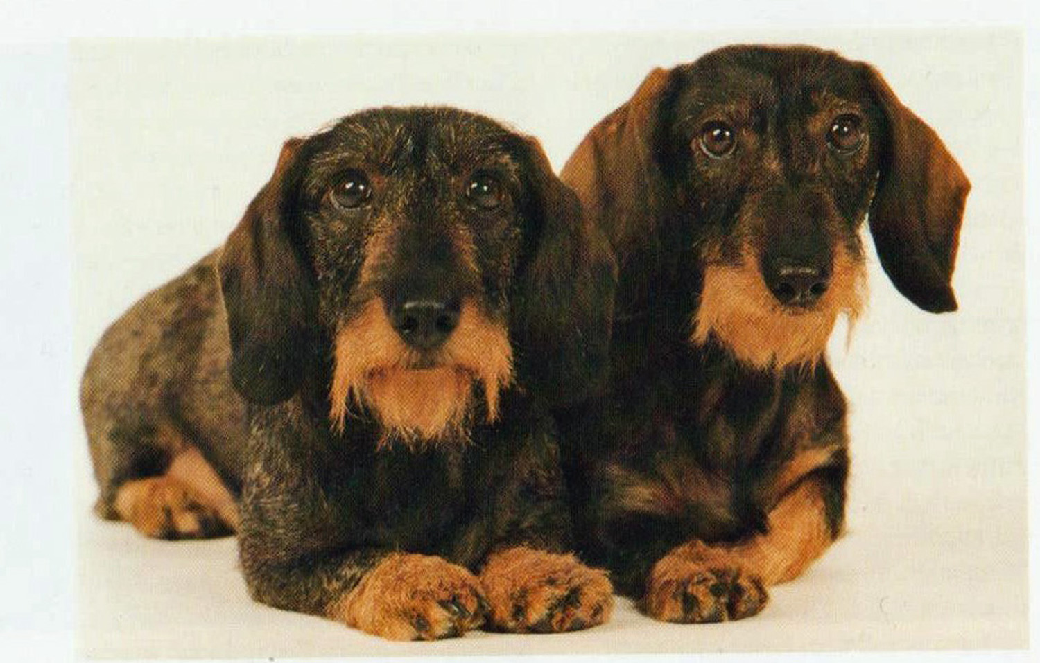 Der Dackel - Österreichischer Dachshundeklub - Sektion Niederösterreich