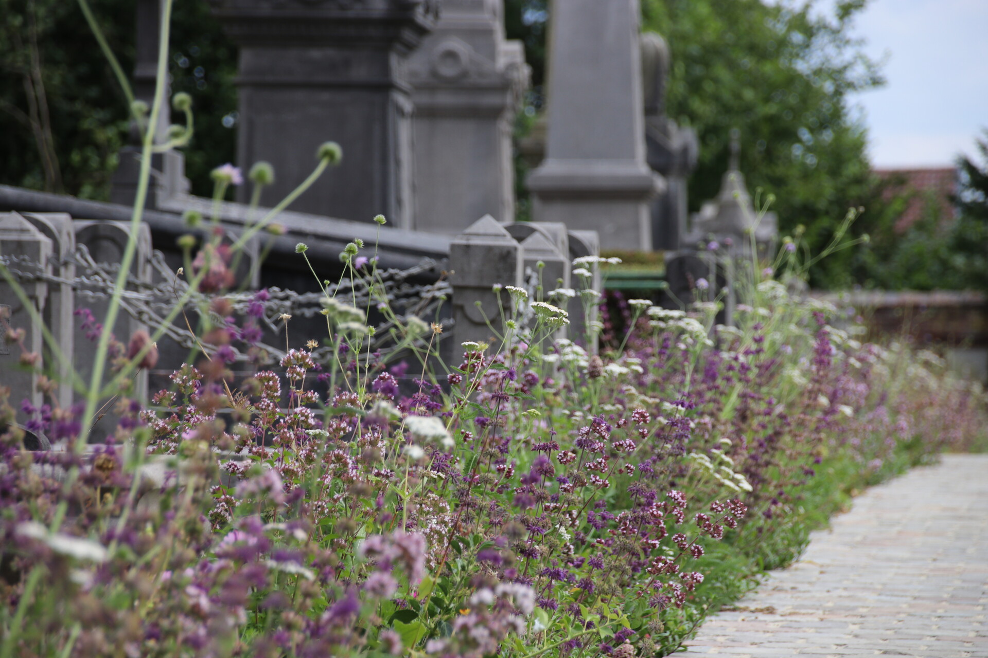 Intégrer des plantes indigènes dans les massifs de fleurs - Wallonie en ...